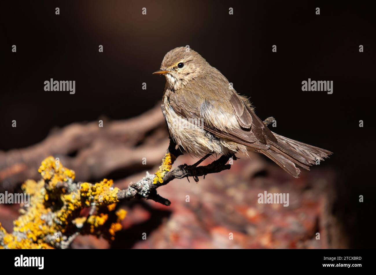 Common Chiffchaff (Phylloscopus collybita) standing on a tree branch ...
