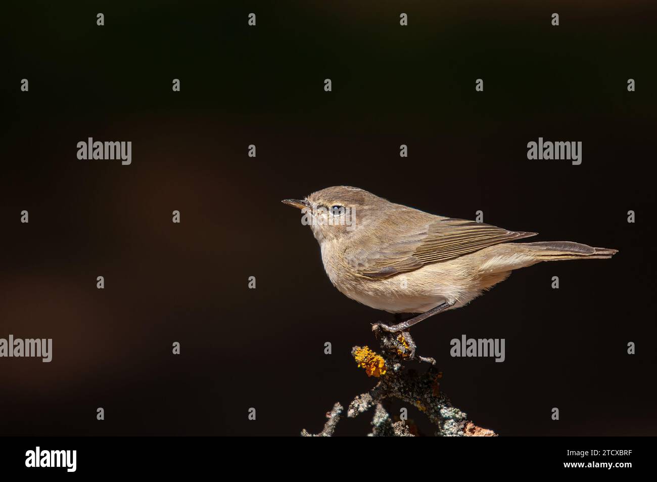 Common Chiffchaff (Phylloscopus collybita) standing on a tree branch ...