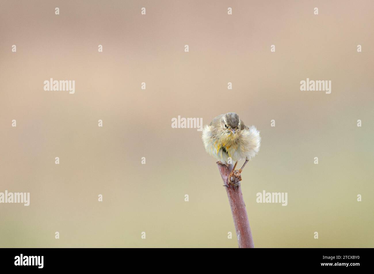 wet willow warbler (Phylloscopus trochilus) on a branch, fluffing its ...