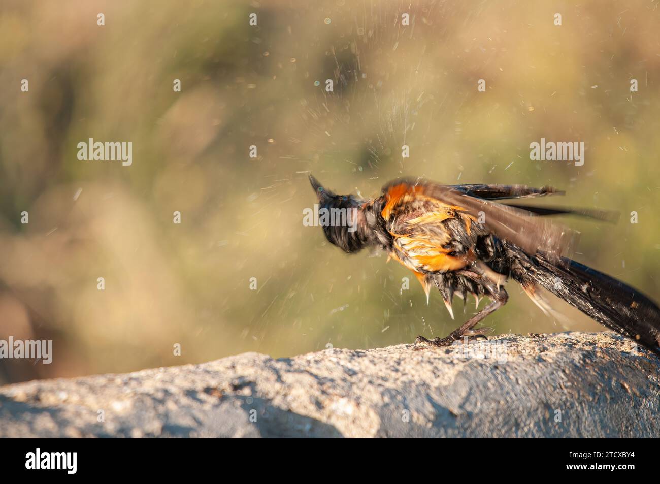White-throated Robin (Irania gutturalis) drying off after bathing ...