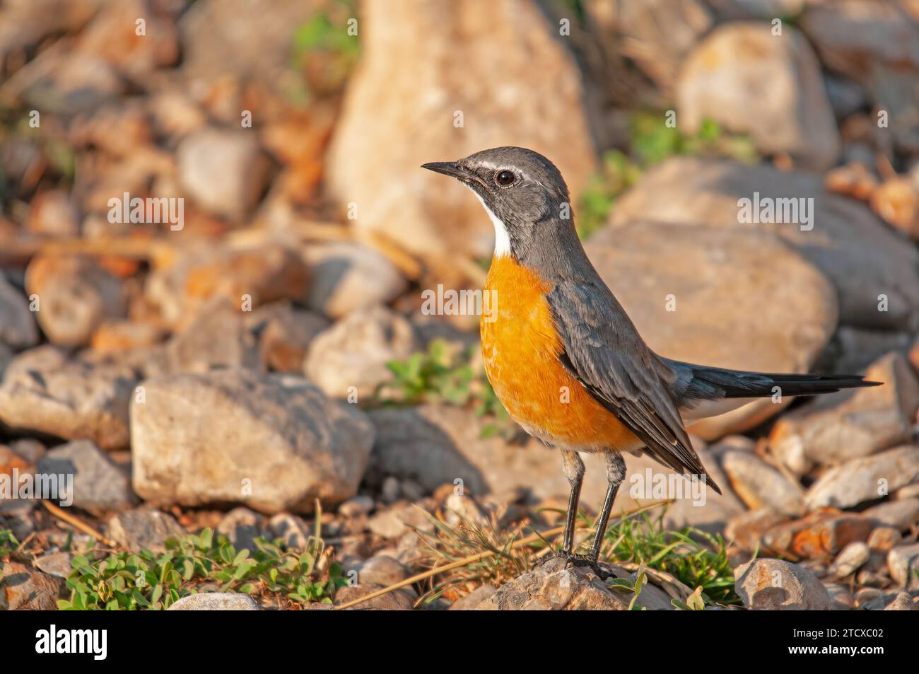 White-throated Robin (Irania gutturalis) on a rock. Small, colourful ...