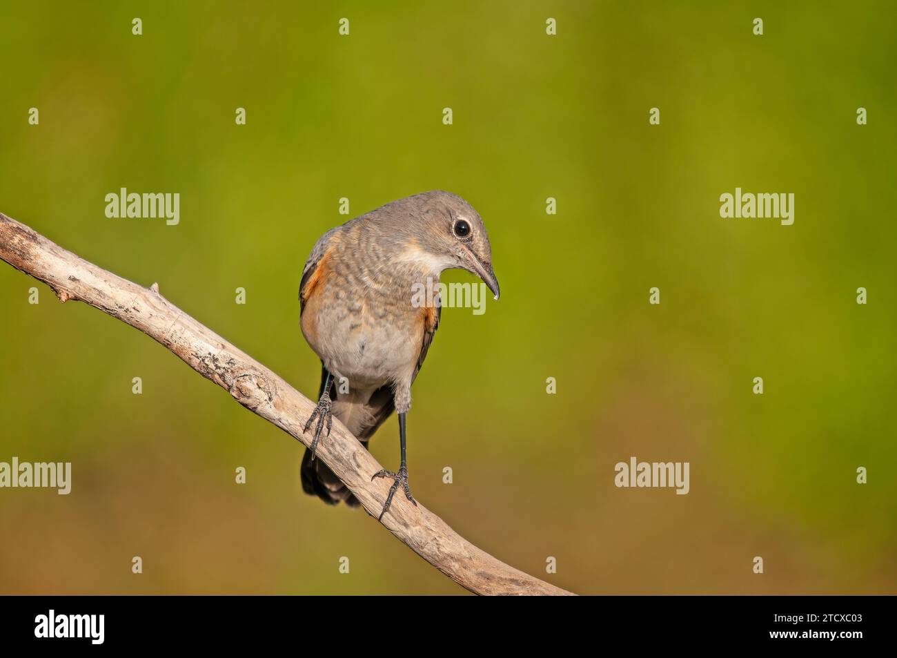 White-throated Robin (Irania gutturalis) on a branch. Small, colourful ...