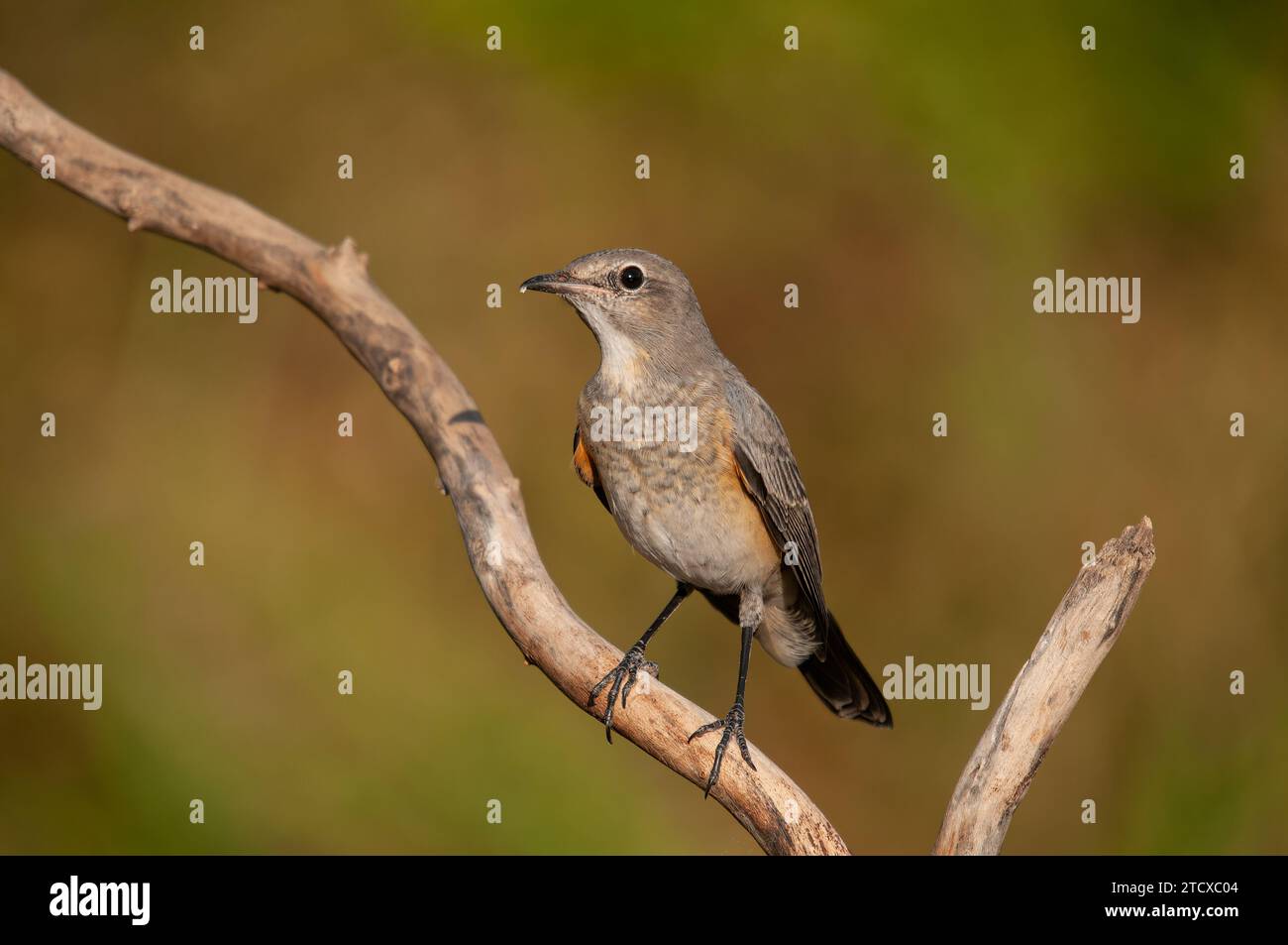 White-throated Robin (Irania gutturalis) on a branch. Small, colourful ...