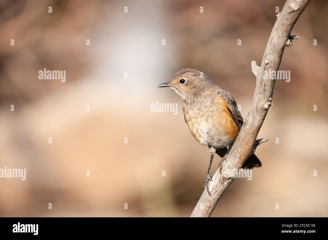 White-throated Robin (Irania gutturalis) on a branch. Small, colourful ...