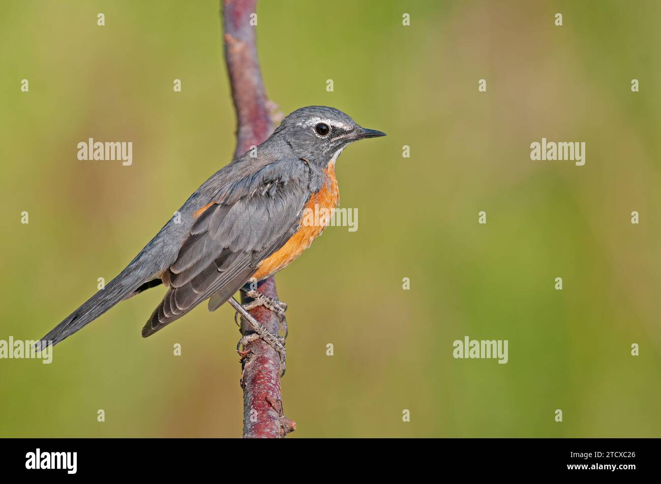 White-throated Robin (Irania gutturalis) on the bush. Green background ...