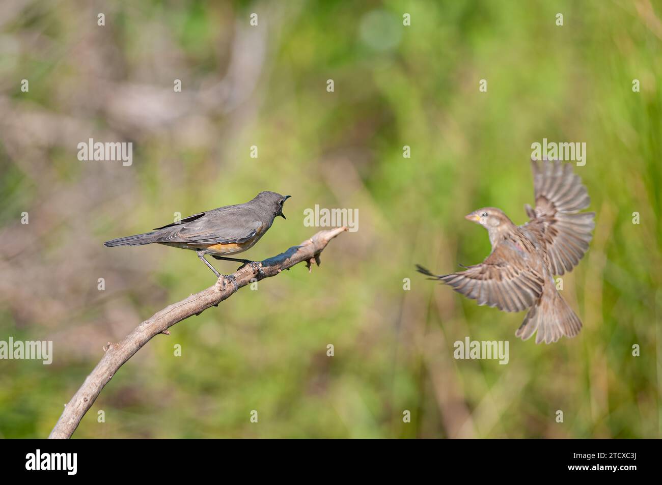 White-throated Robin (Irania gutturalis) angry at a sparrow on a branch ...
