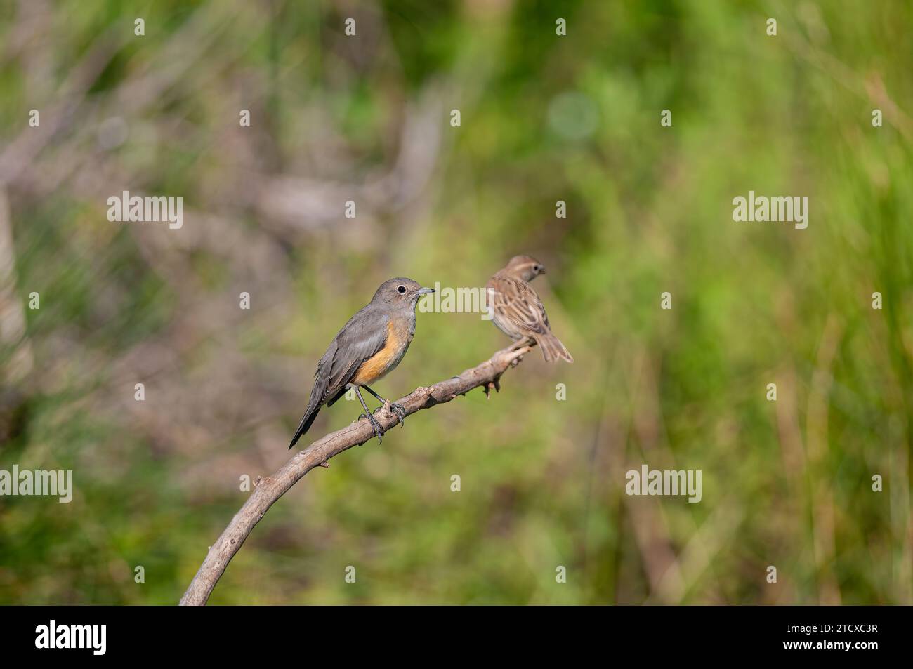 White-throated Robin (Irania gutturalis) and sparrow on a branch Stock ...