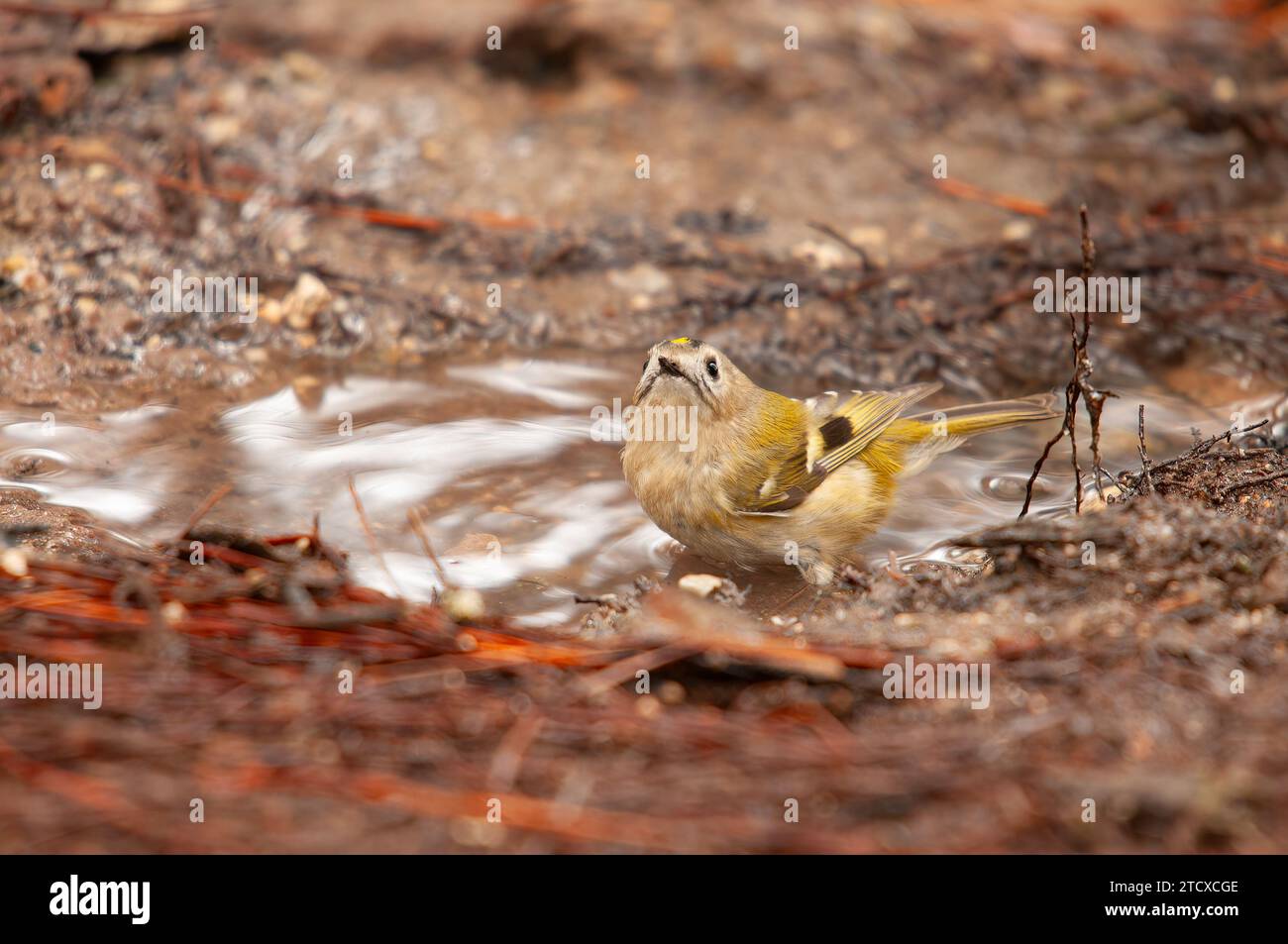 Goldcrest (Regulus regulus) bathing in a puddle Stock Photo - Alamy