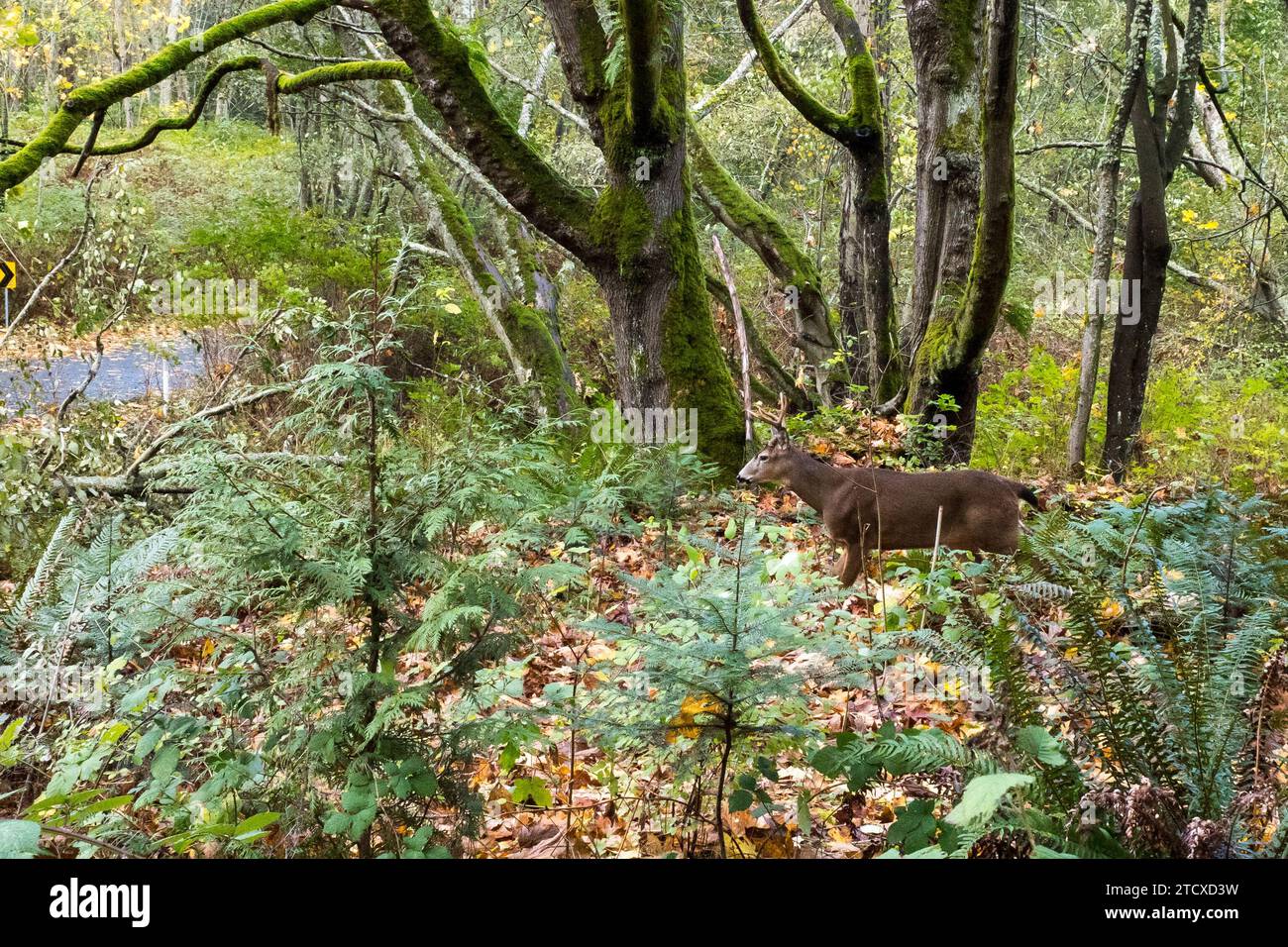 Wildlife in Discovery park in Seattle Stock Photo - Alamy