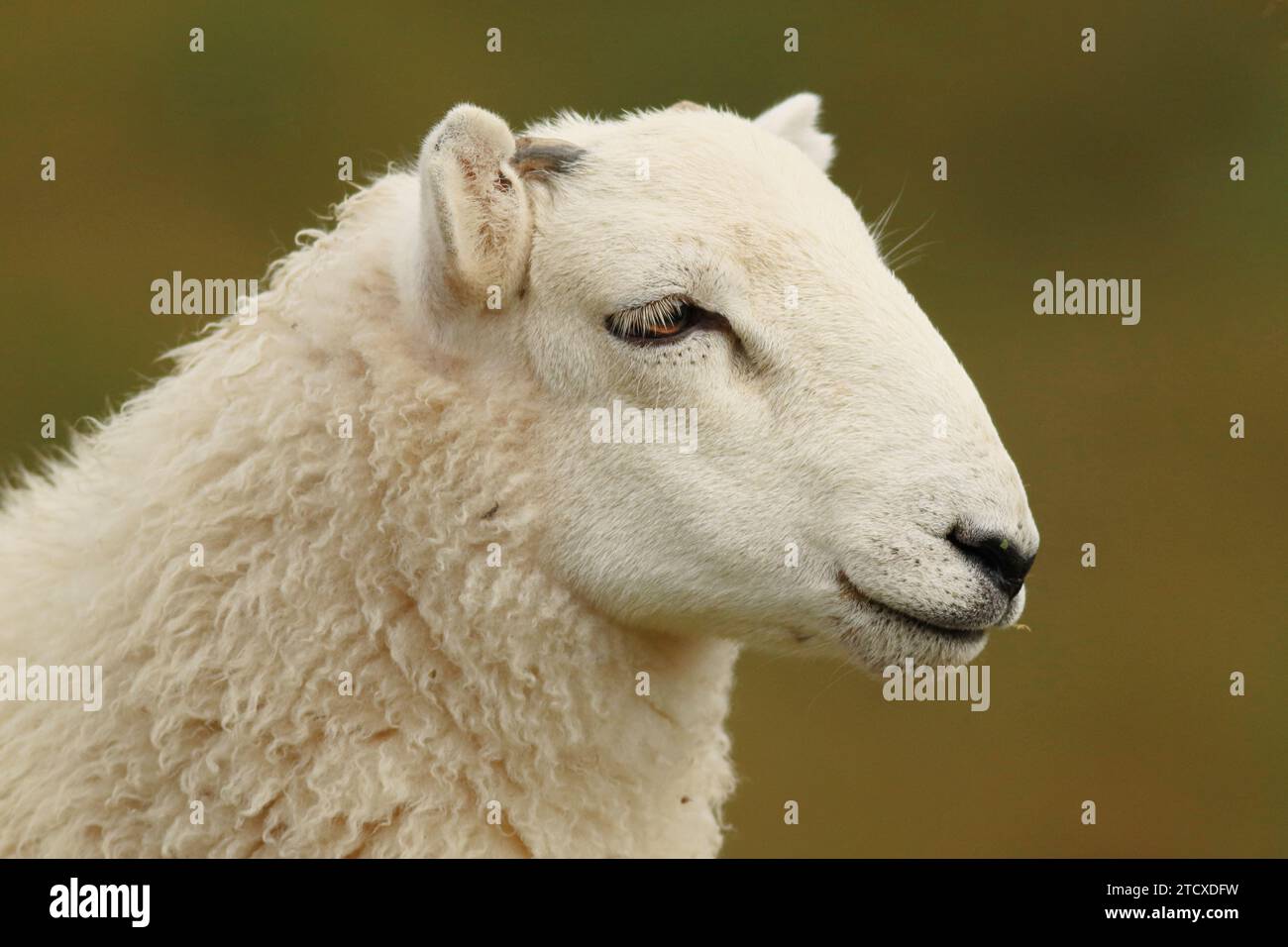 Lamb portrait hi-res stock photography and images - Alamy