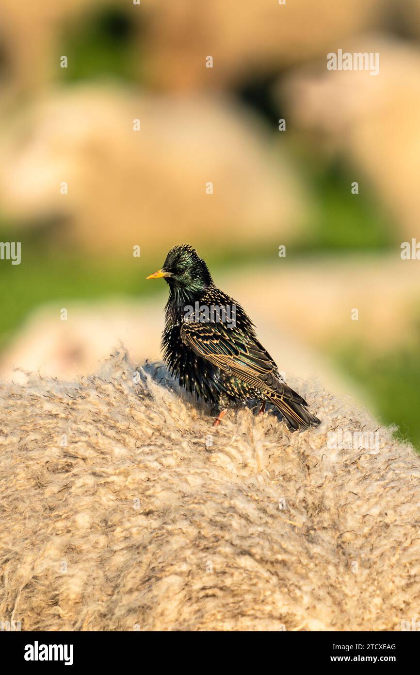 Bird landing on sheep hi-res stock photography and images - Alamy