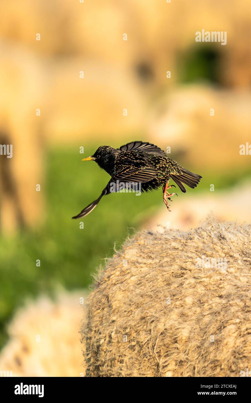 Bird landing on sheep hi-res stock photography and images - Alamy