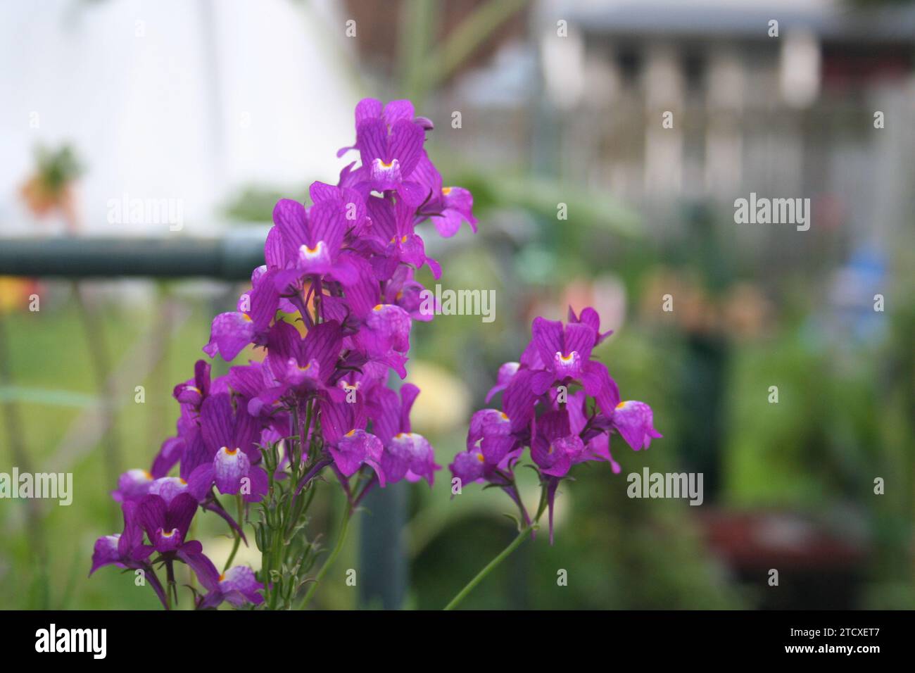 Delicate deep purple linaria seated cosily by lavender Stock Photo - Alamy