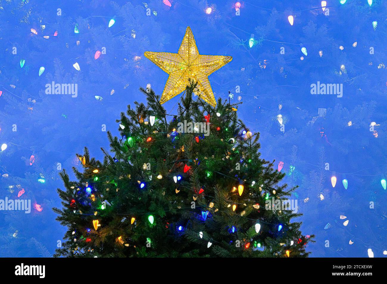 Christmas tree with bright star Stock Photo - Alamy