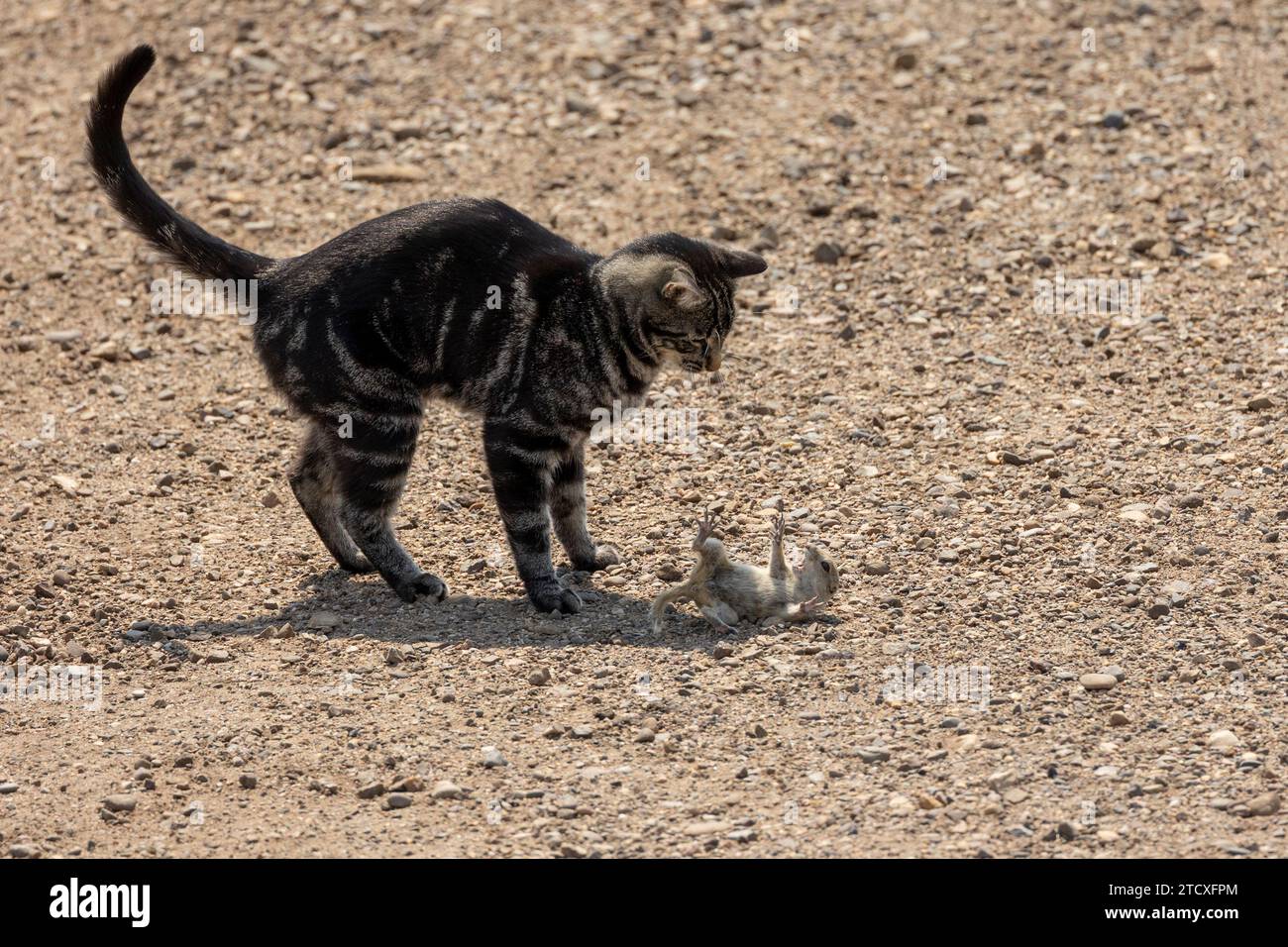 Domestic tabby cat preying upon young gopher Stock Photo - Alamy