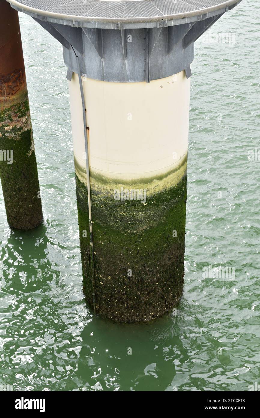 Concrete sea pylon, half covered in sea algae, off the pier at Calais ...