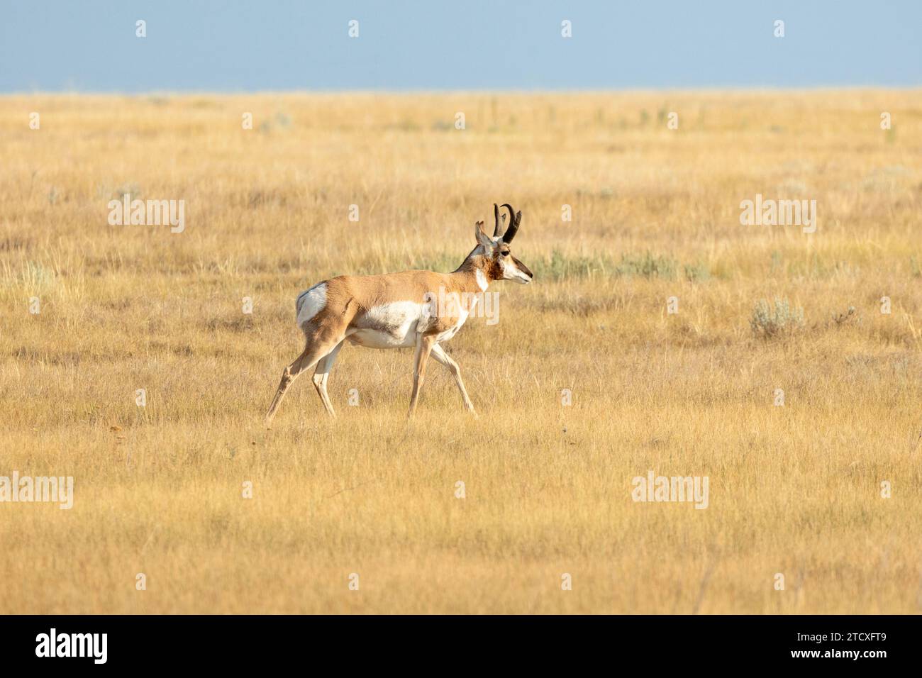 Pronghorn antelope alberta hi-res stock photography and images - Alamy