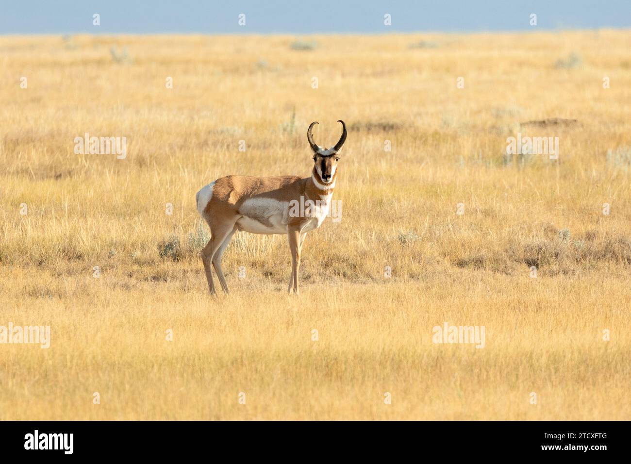 Pronghorn antelope in alberta canada hi-res stock photography and ...