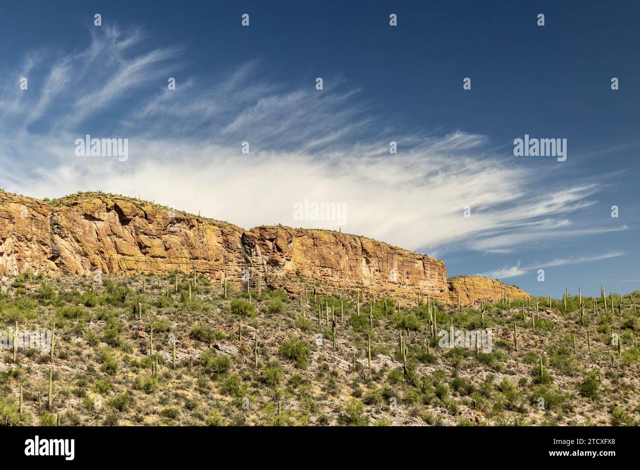 Saguaro cacti and desert landscape near Tortilla Flat, AZ, USA on an autumn afternoon Stock ...