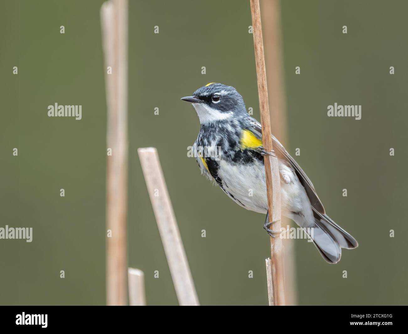 Wood warblers hi-res stock photography and images - Alamy