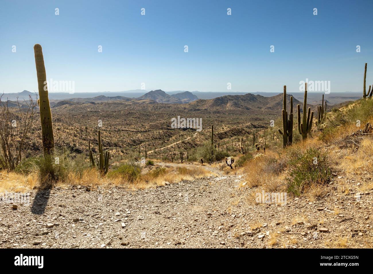Trail winding through desert landscape and saguaro cacti in the hills east of Phoenix, AZ, USA ...