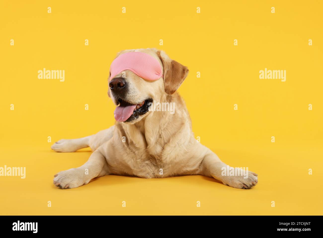 Cute Labrador Retriever with sleep mask resting on yellow background ...