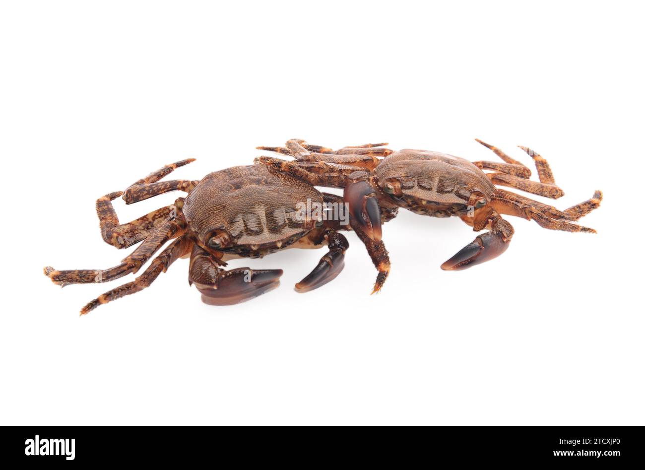 Healthy crabs Cut Out Stock Images & Pictures - Alamy