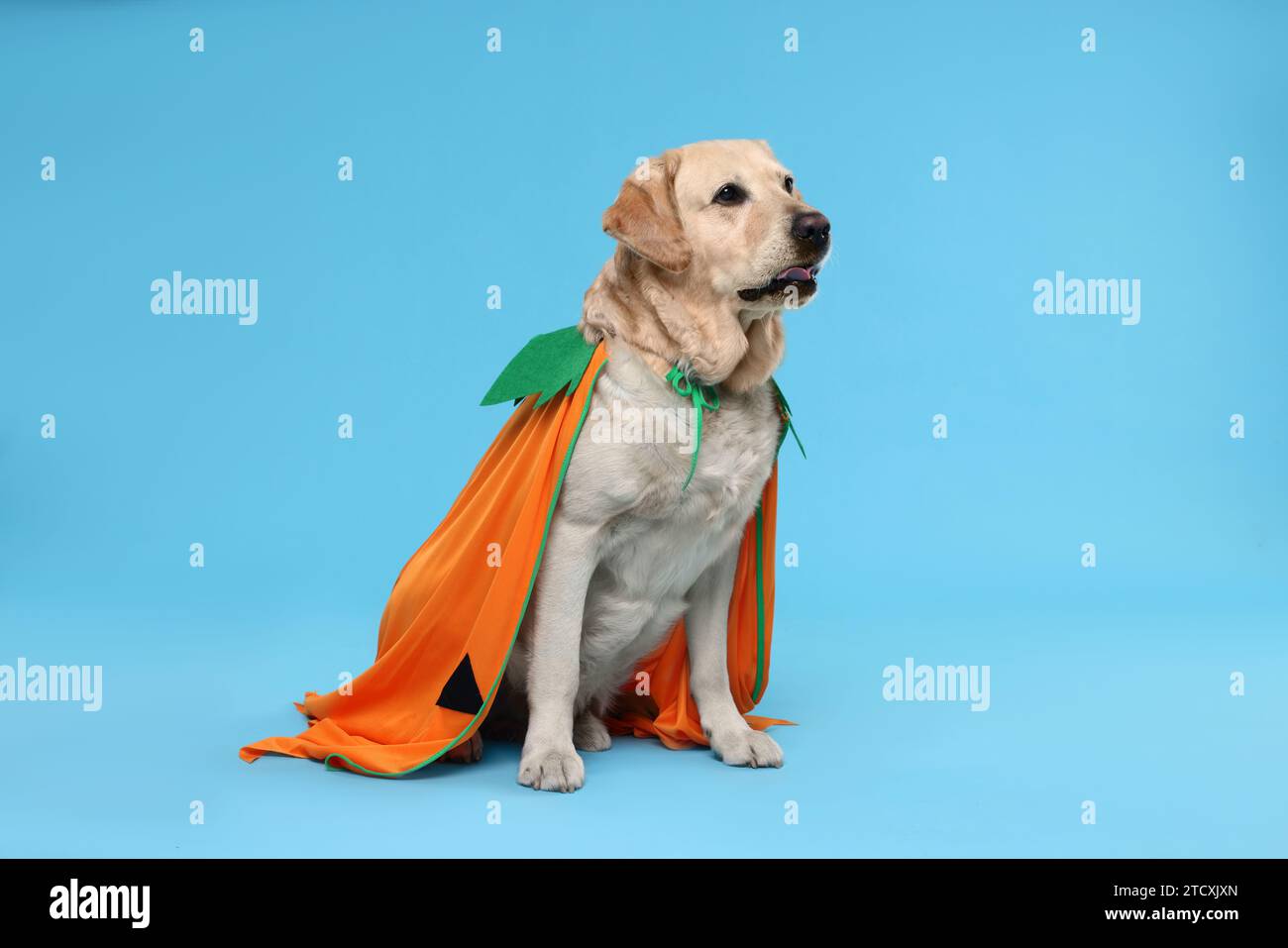 Cute Labrador Retriever dog in Halloween costume on light blue ...