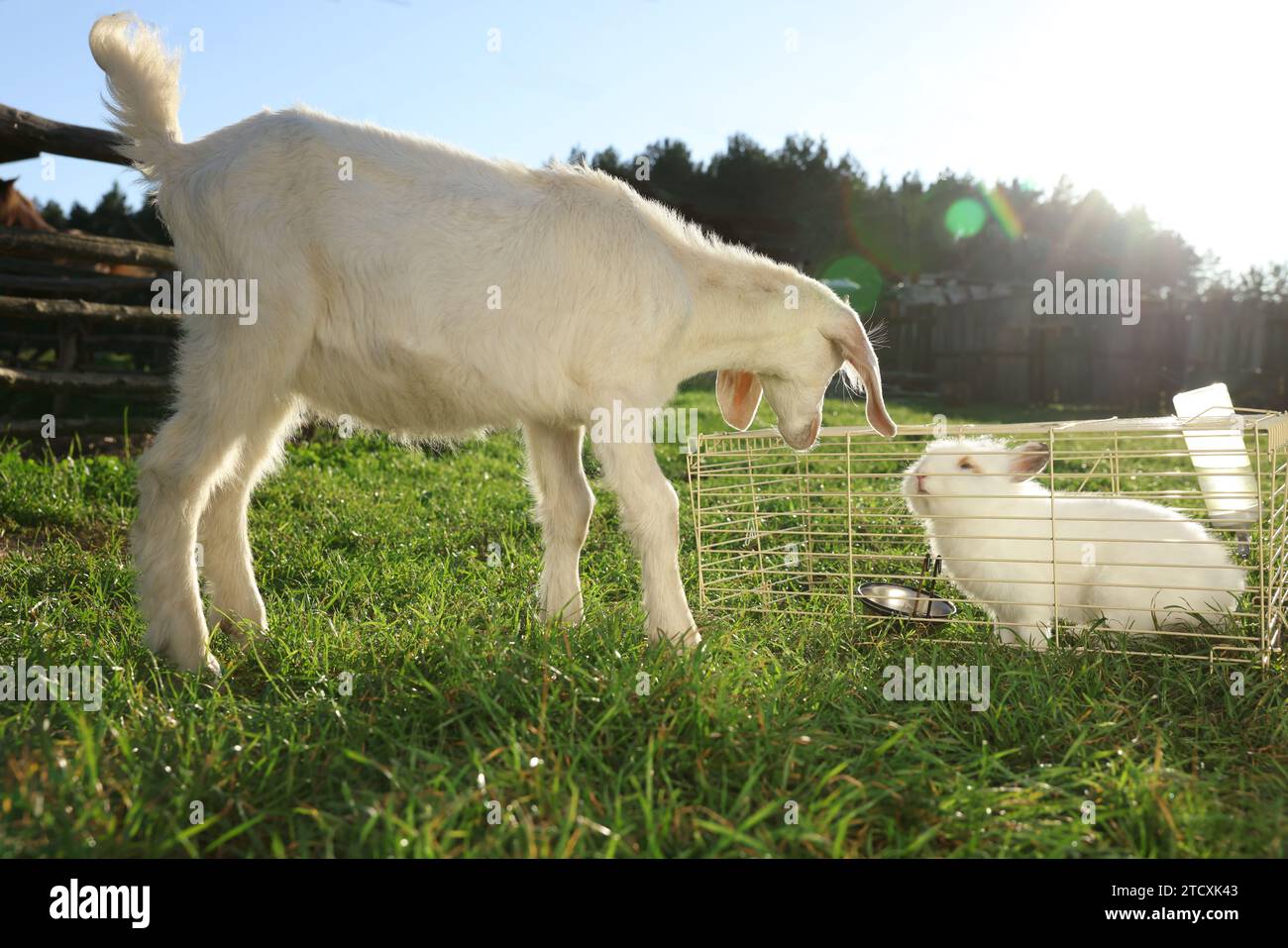 Cute fluffy rabbit and goat outdoors on sunny day. Farm animals Stock ...