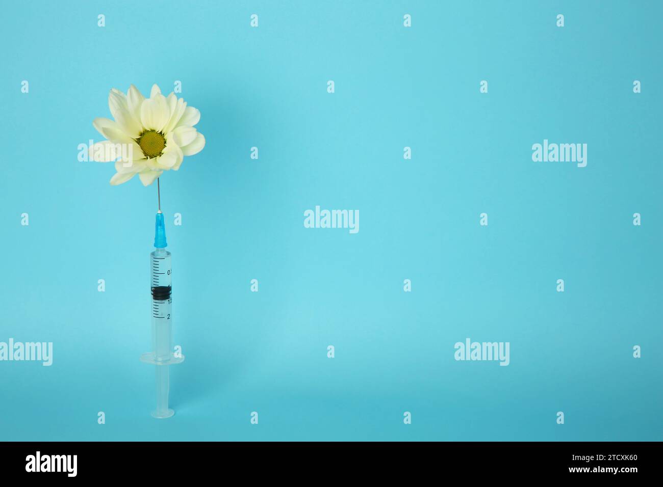 Medical syringe and beautiful chrysanthemum flower on light blue ...