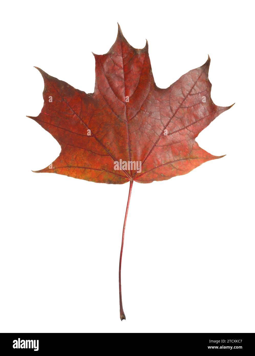 One maple leaf isolated on white. Autumn season Stock Photo - Alamy