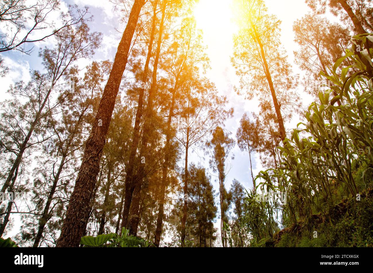Pine Forest on Mount Bromo with some corn fields with Sun Flares Stock ...
