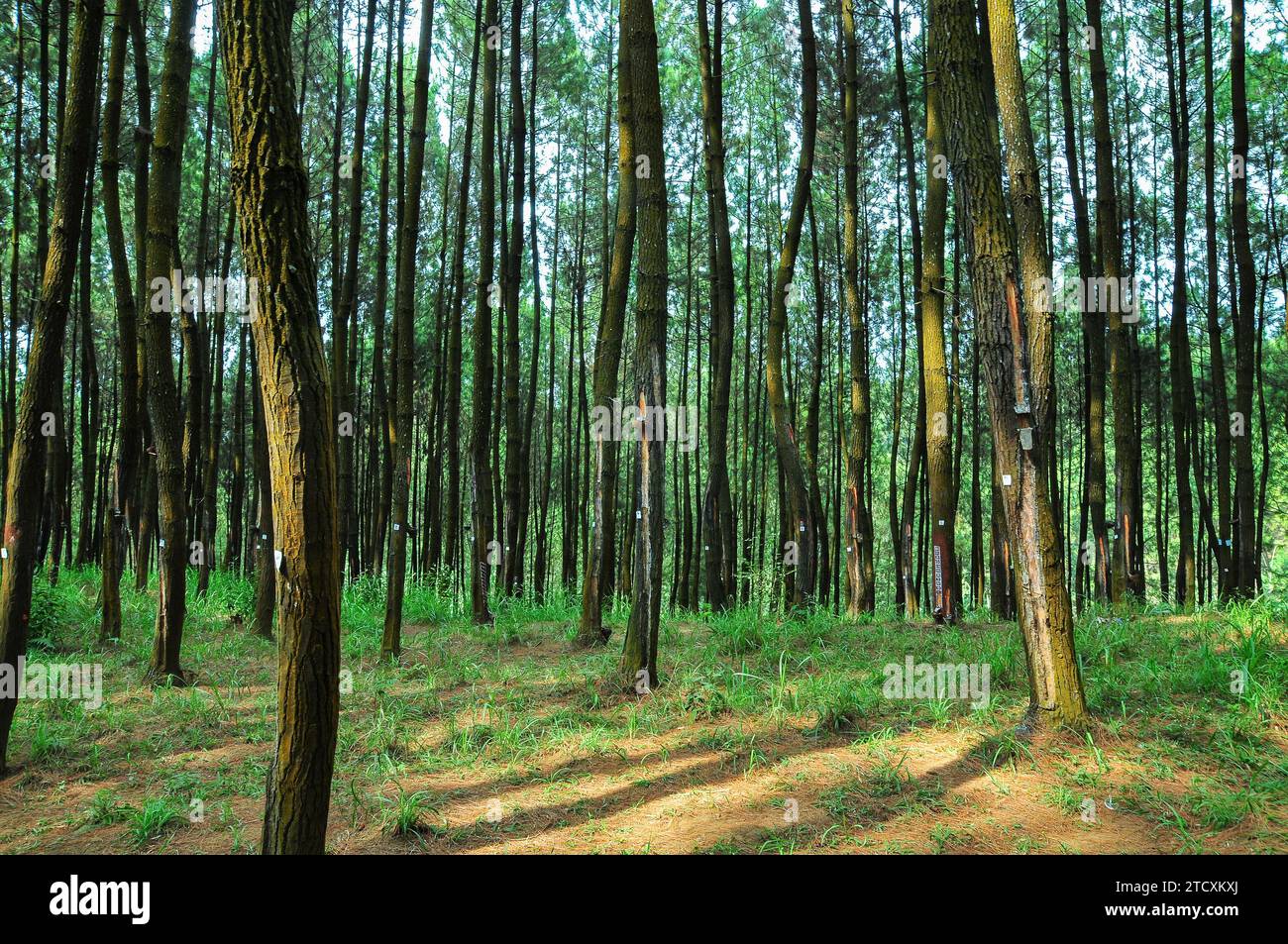 Nongkojajar Pine Forest, Pasuruan, Indonesia. Green Forest Conservation ...