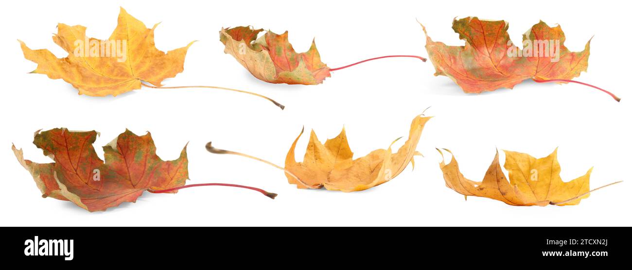 Many different maple leaves on white background Stock Photo - Alamy