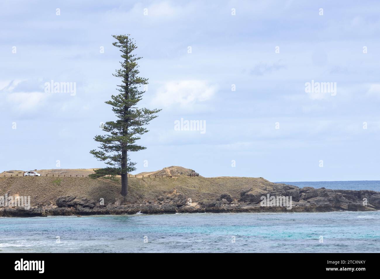 Norfolk island pine tree ocean hi-res stock photography and images - Alamy