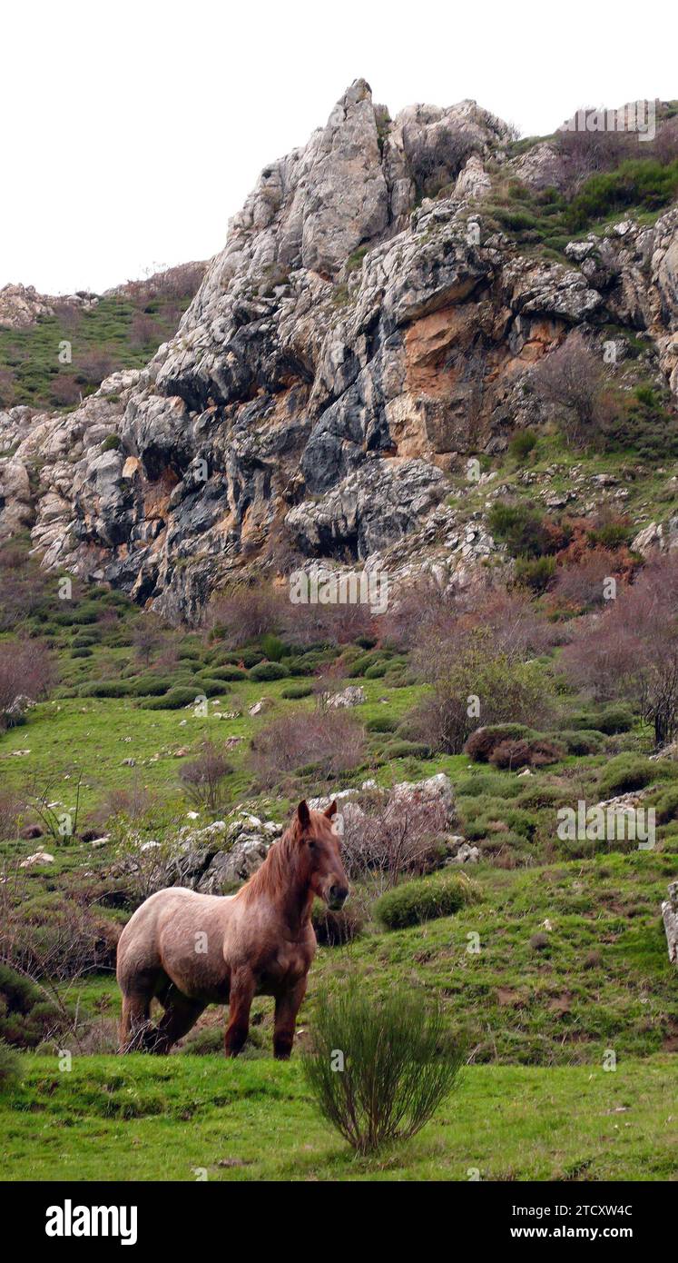 11/19/2006. leon photo heras Picos de Europa (León) Collada de Lois ...