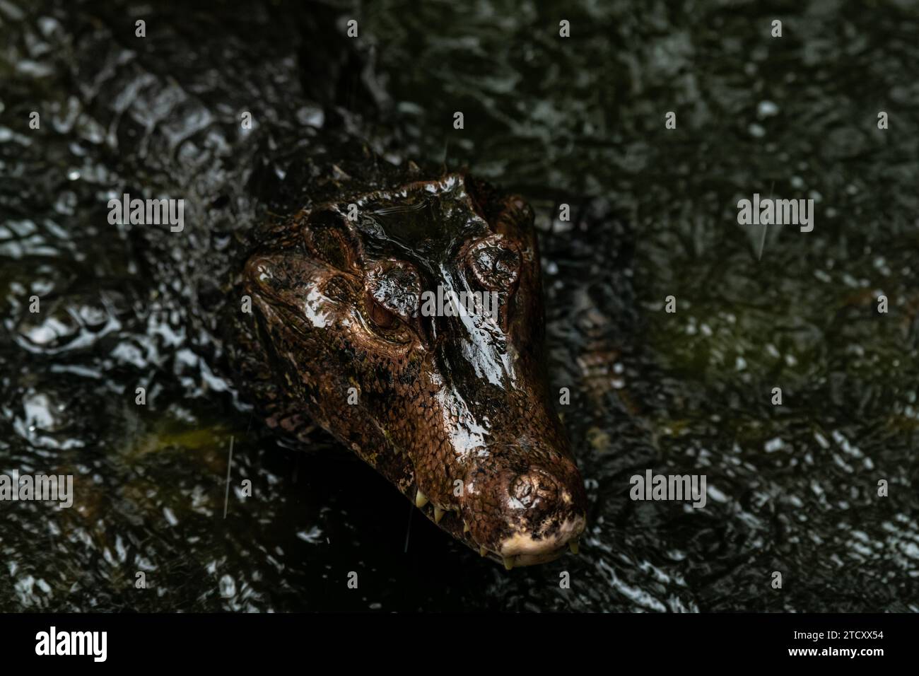 Portrait of Caiman over dark background on a rainy day from Ecuador ...
