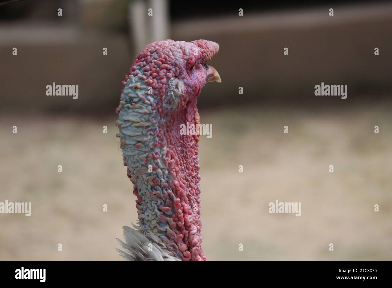 Poultry species hi-res stock photography and images - Alamy