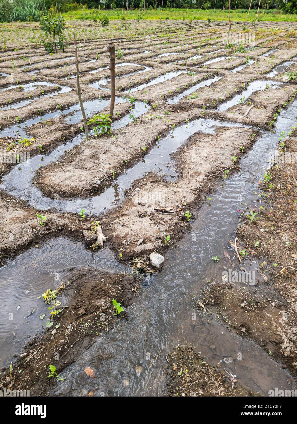 Tilling the land Nature in Growth, agriculture fertile ground Stock ...