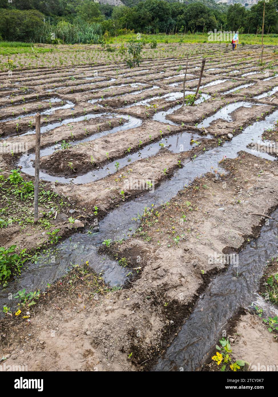Tilling the land Nature in Growth, agriculture fertile ground Stock ...