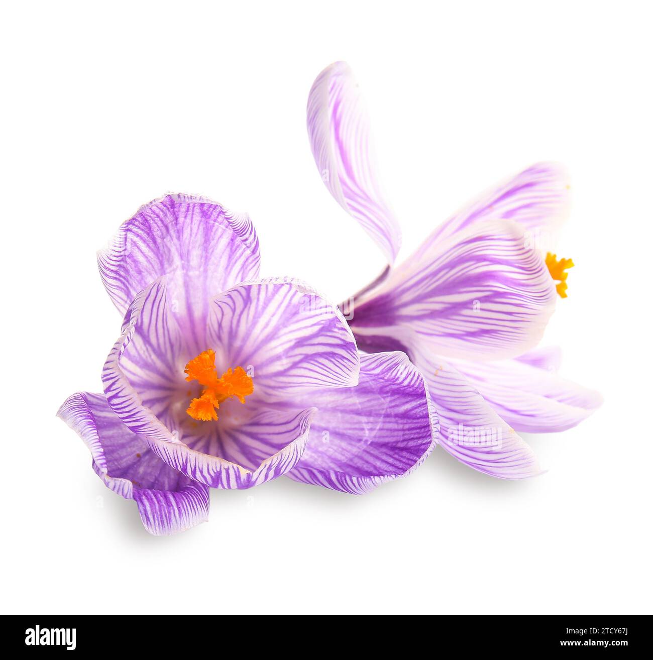 Beautiful Saffron flowers isolated on white background Stock Photo - Alamy