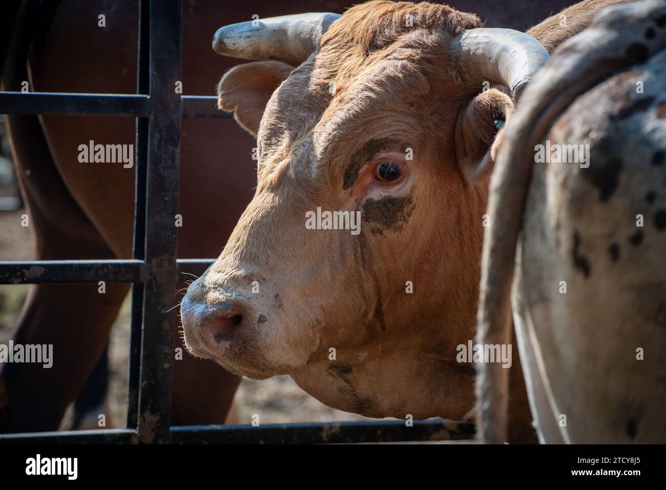 Bull riding chute hi-res stock photography and images - Alamy