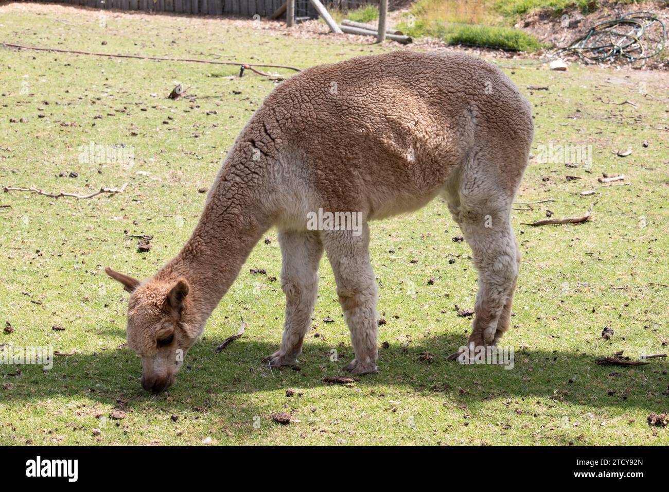 alpaca are slender bodied animals with long legs and neck and small ...