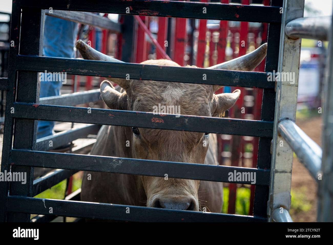 A bull waits to be loaded into the chute for a cowboy to attempt to ...