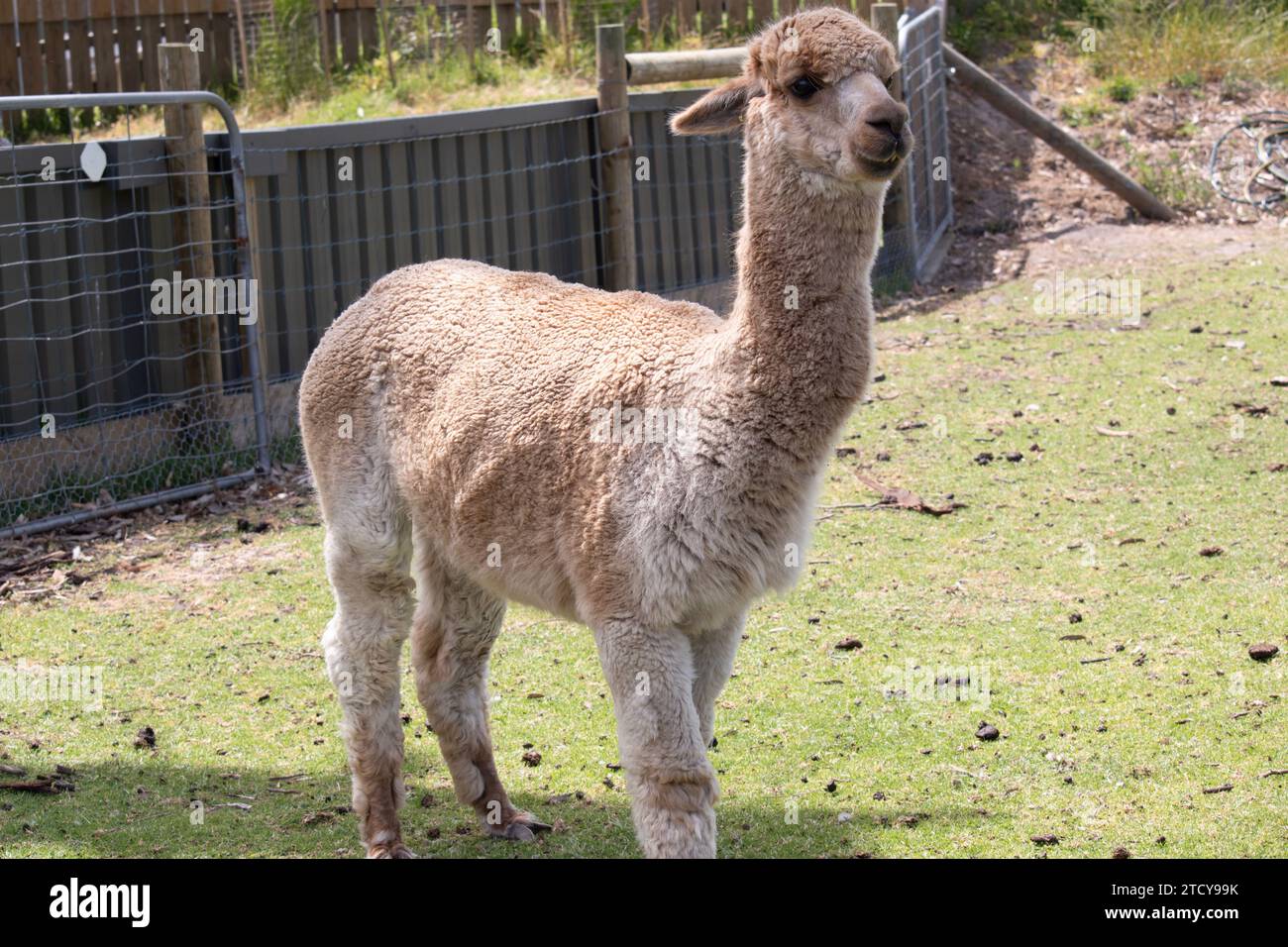 alpaca are slender bodied animals with long legs and neck and small ...