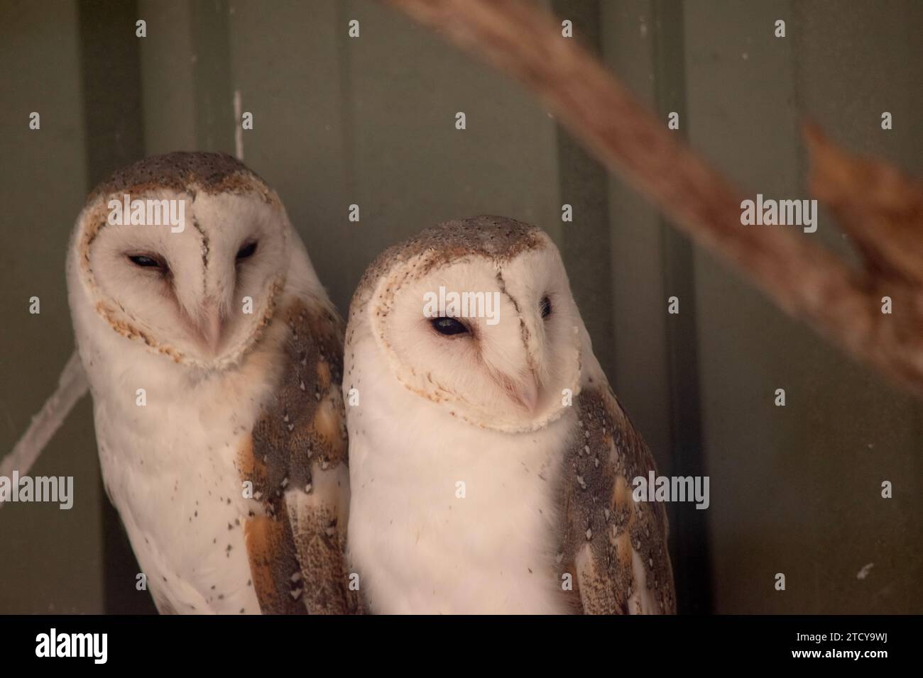 Barn owls have a distinctive heart-shaped white face and dark eyes ...