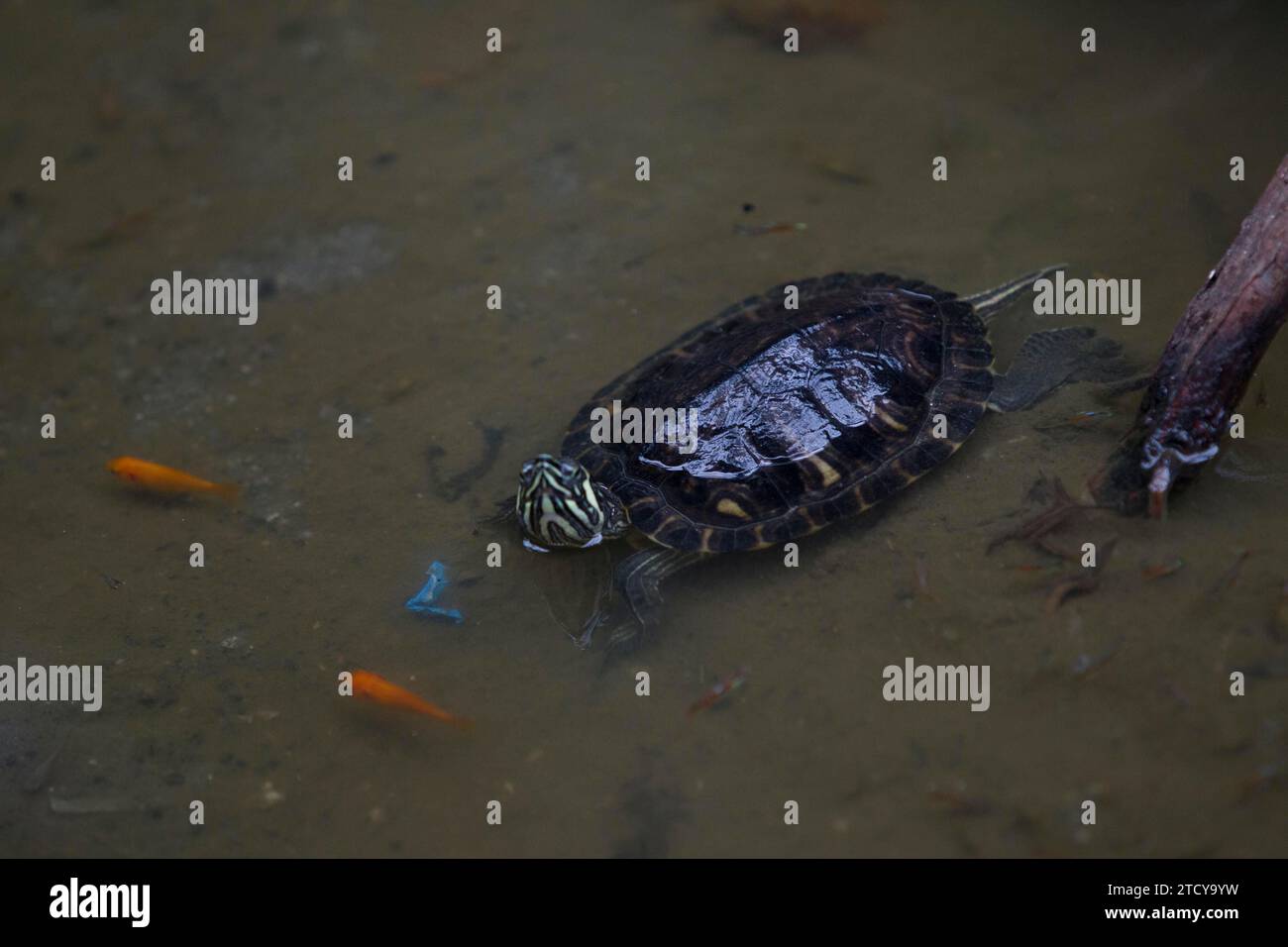 Madrid, 01/21/2016. Turtles in the Atocha Station pond. Photo: Isabel ...
