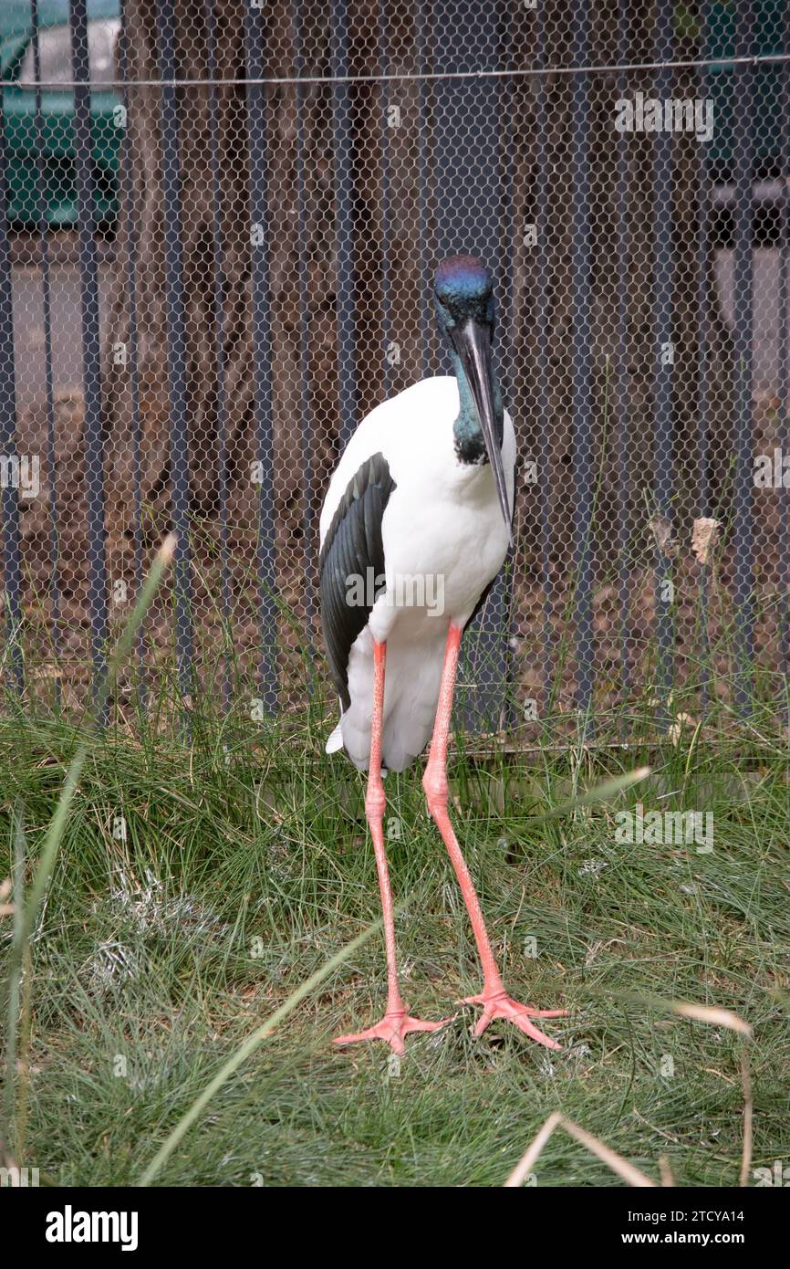 Purple blue head and neck hi-res stock photography and images - Alamy