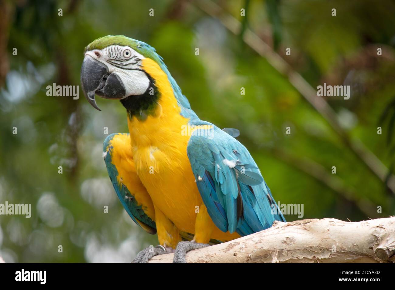 the Back and upper tail feathers of the blue and gold macaw are ...