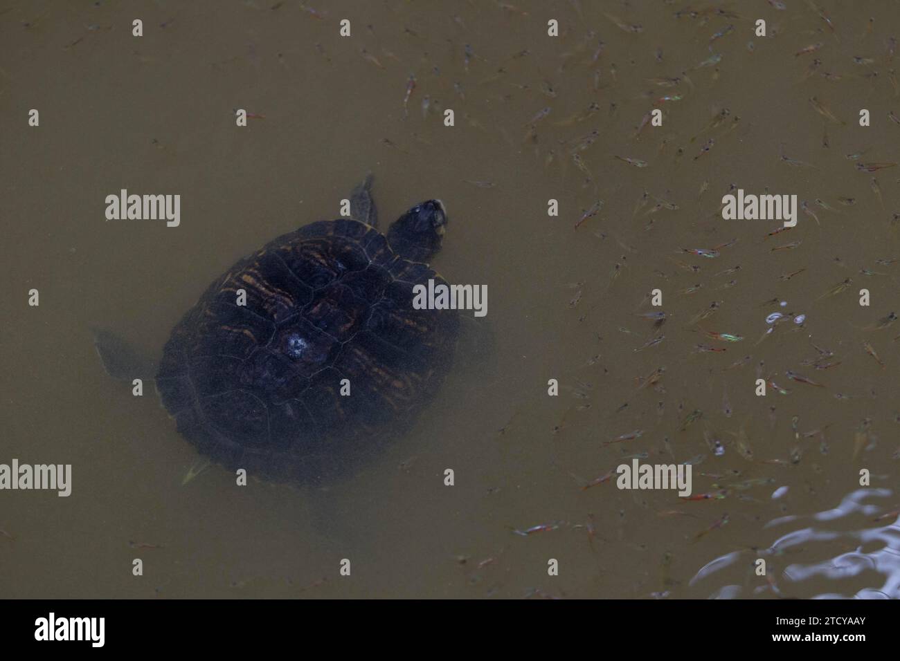 Madrid, 01/21/2016. Turtles in the Atocha Station pond. Photo: Isabel ...